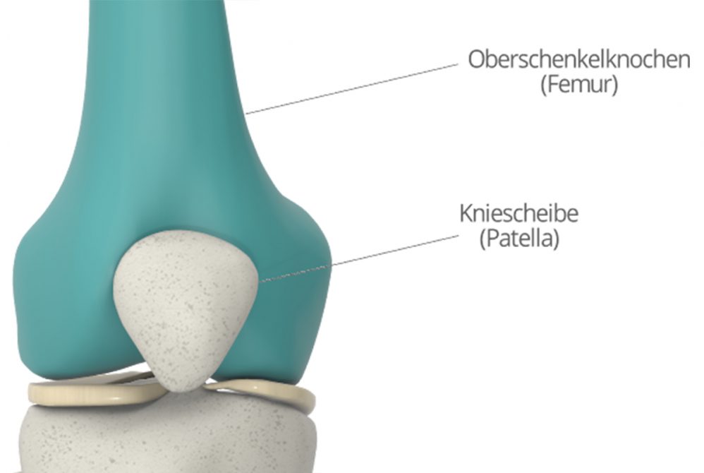 Femur | Was ist das genau? | knorpelexperte.de